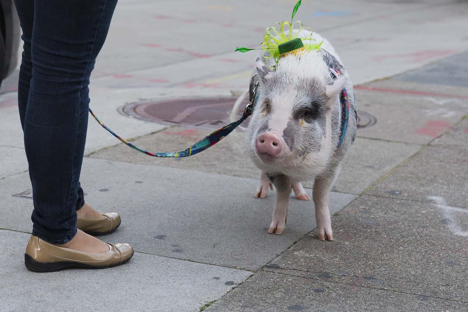 The 3 Cheapest Pigs to Keep as Pets - A-Z Animals