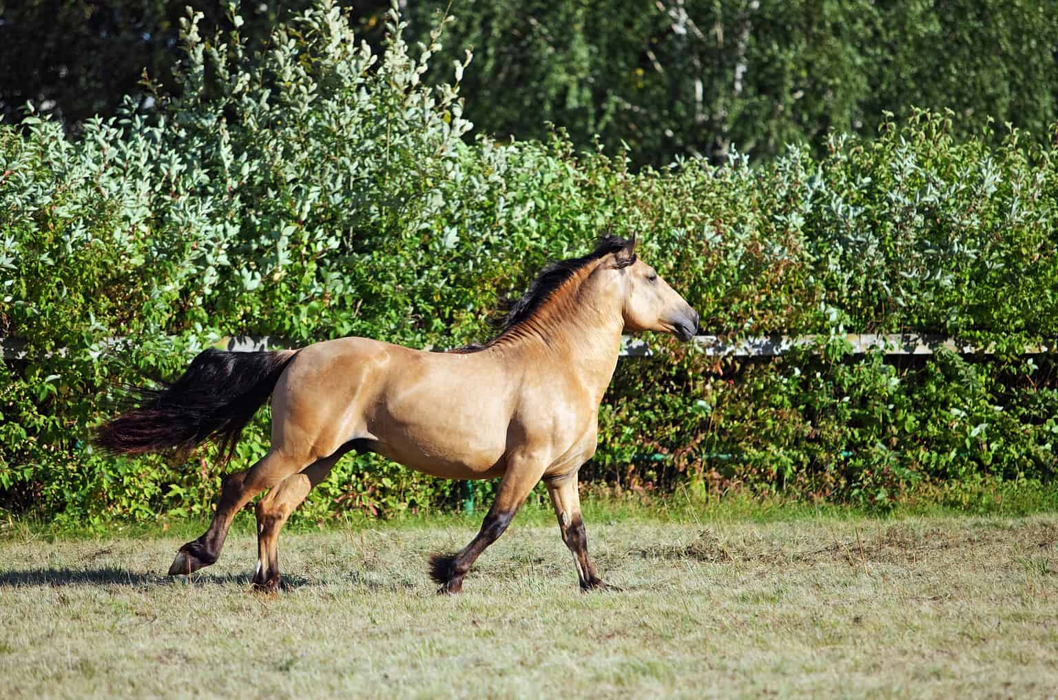 The 21 Surprising Horse Breeds Used For Racing - A-Z Animals