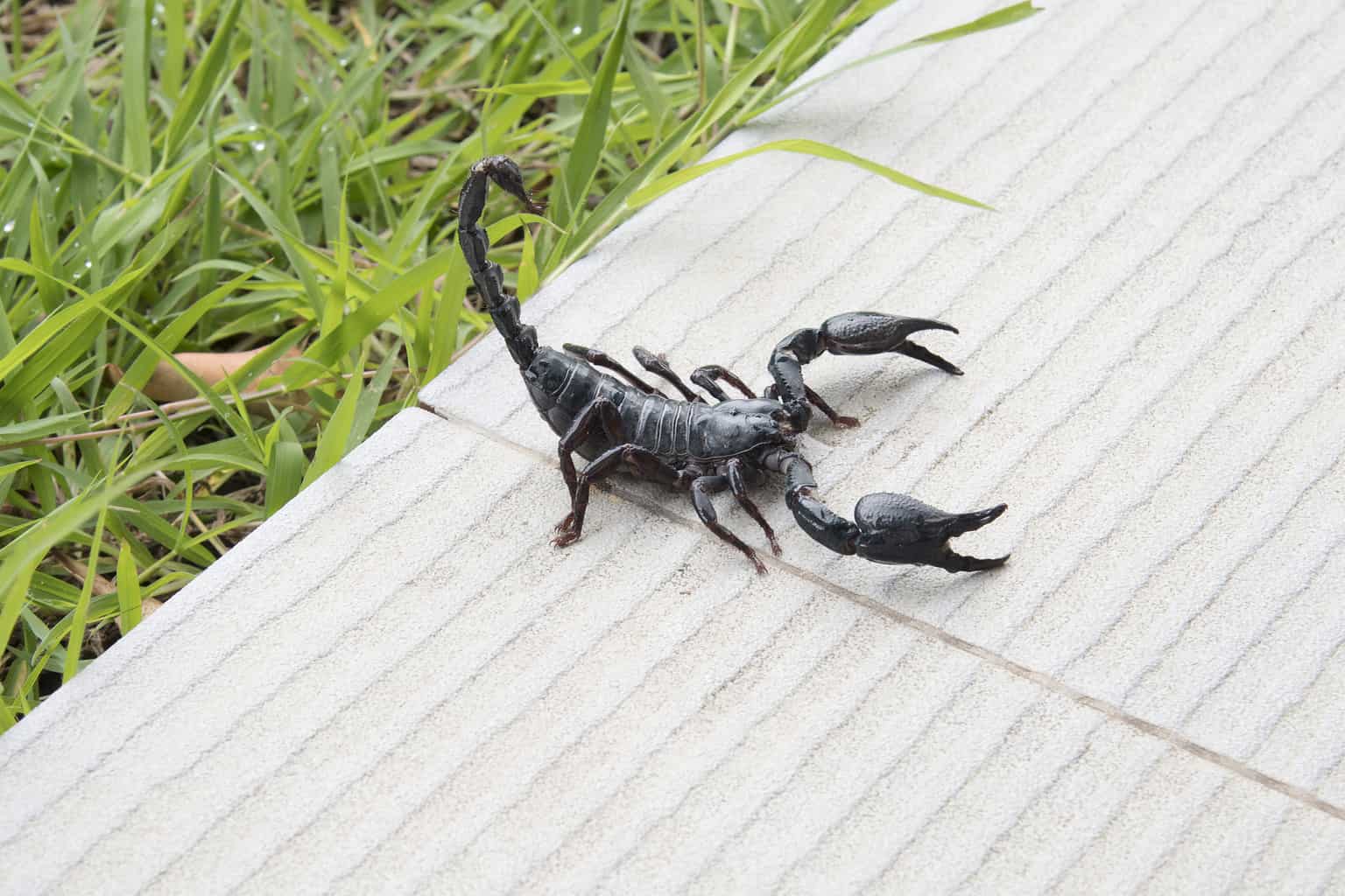Can Scorpions Swim? 10 Facts About How They Handle Water