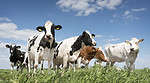 300+ Perfect Cow Names - A-Z Animals