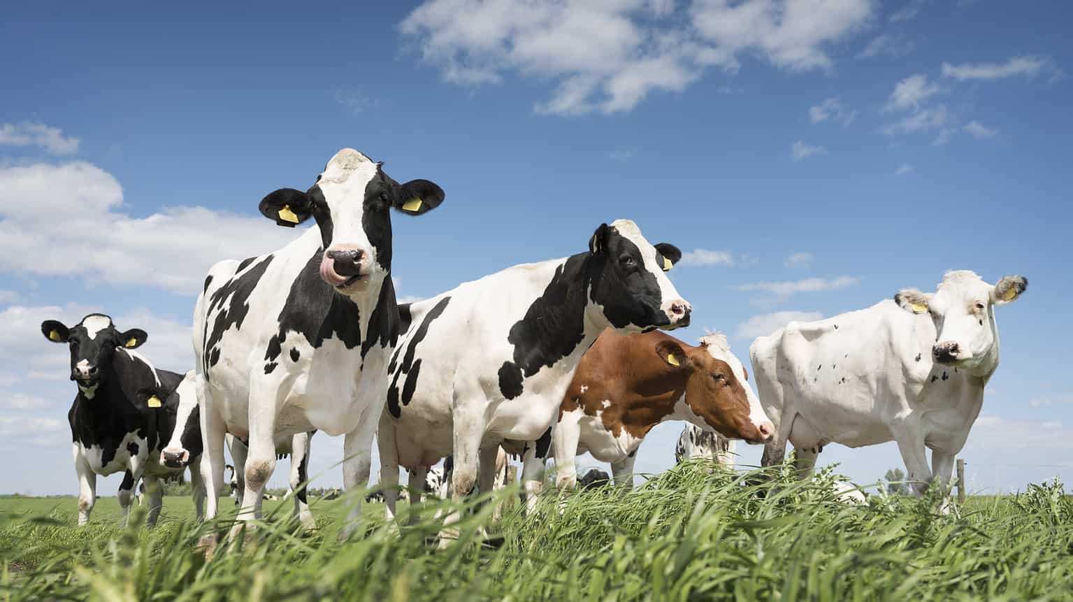 Do Cows Have Best Friends? Here's How They Build Strong Bonds