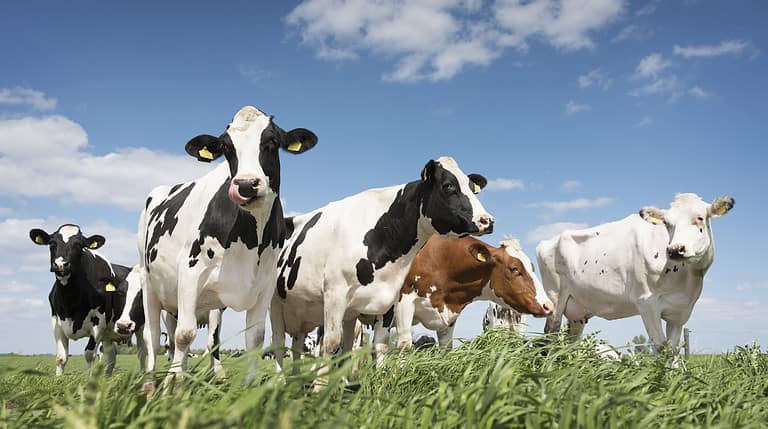 Which Cows Produce the Most Milk? - A-Z Animals