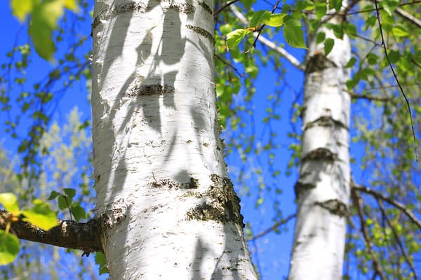 6 Signs That Something Is Wrong With Your Paper Birch Tree