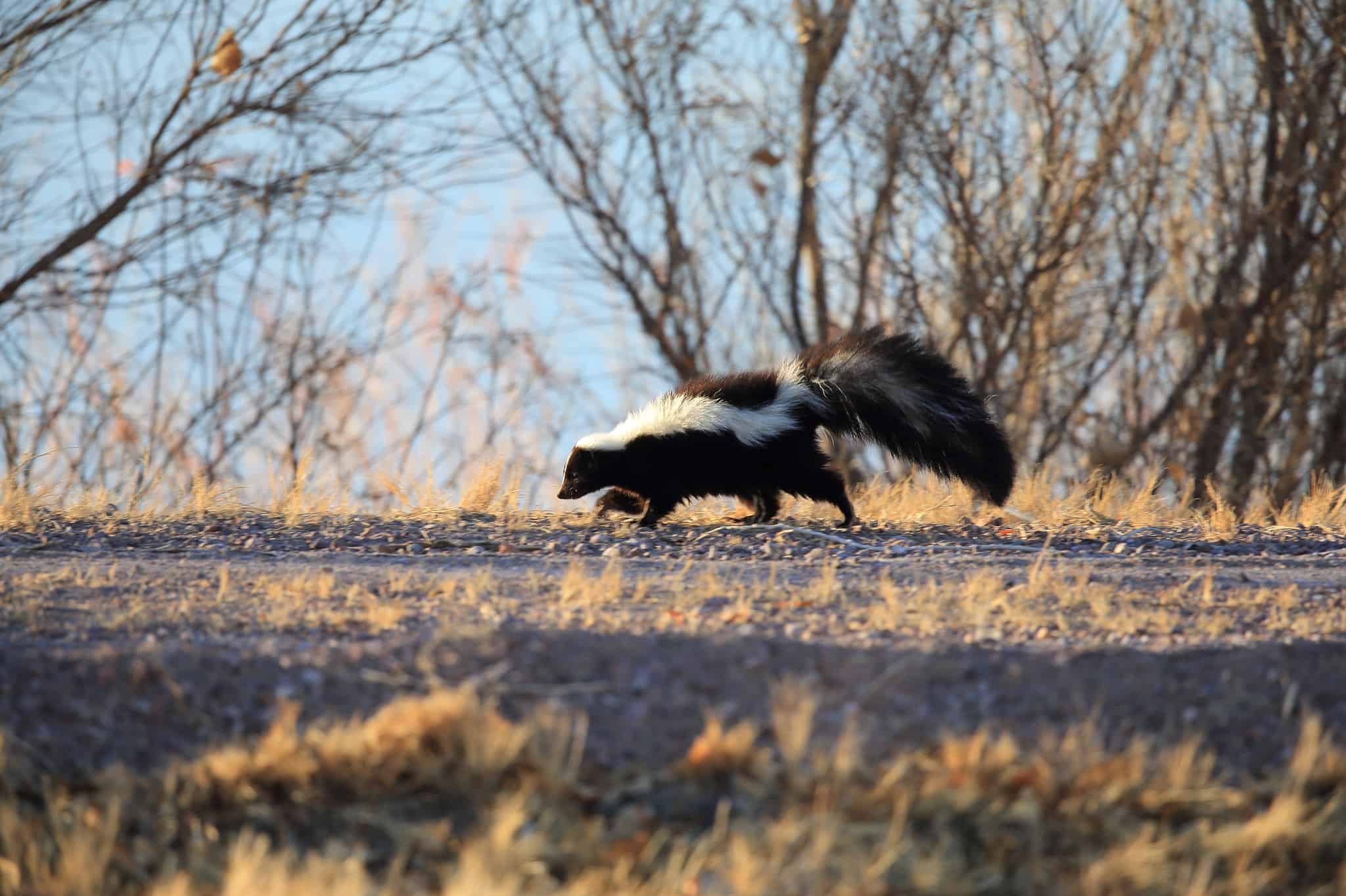 What Do Skunks Eat In The Winter? - A-Z Animals
