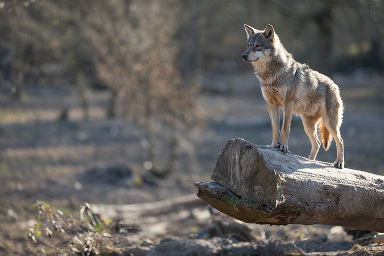 Wolves in Washington State: Where They Live, Risk to Humans, and Diet ...