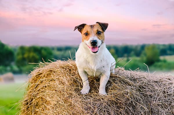 The 240+ Best Western and Cowboy Dog Names - A-Z Animals
