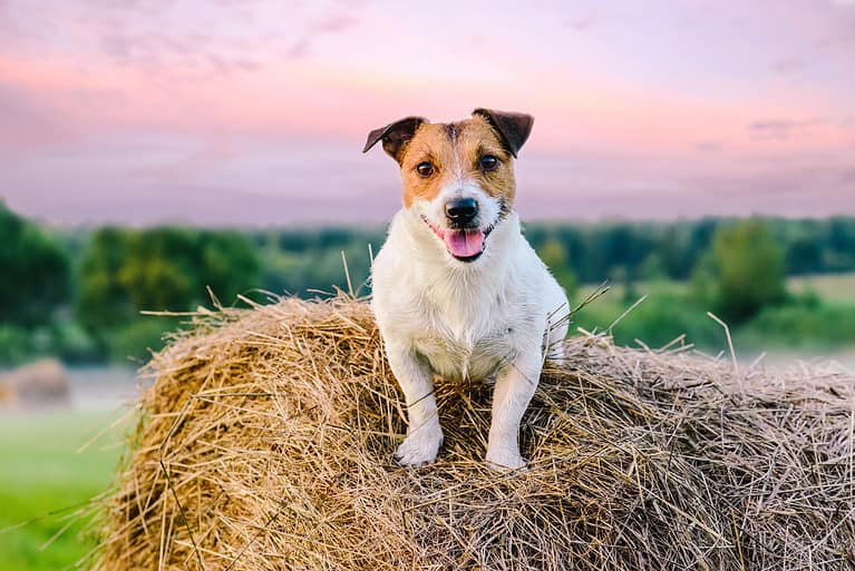 The 240+ Best Western and Cowboy Dog Names - A-Z Animals