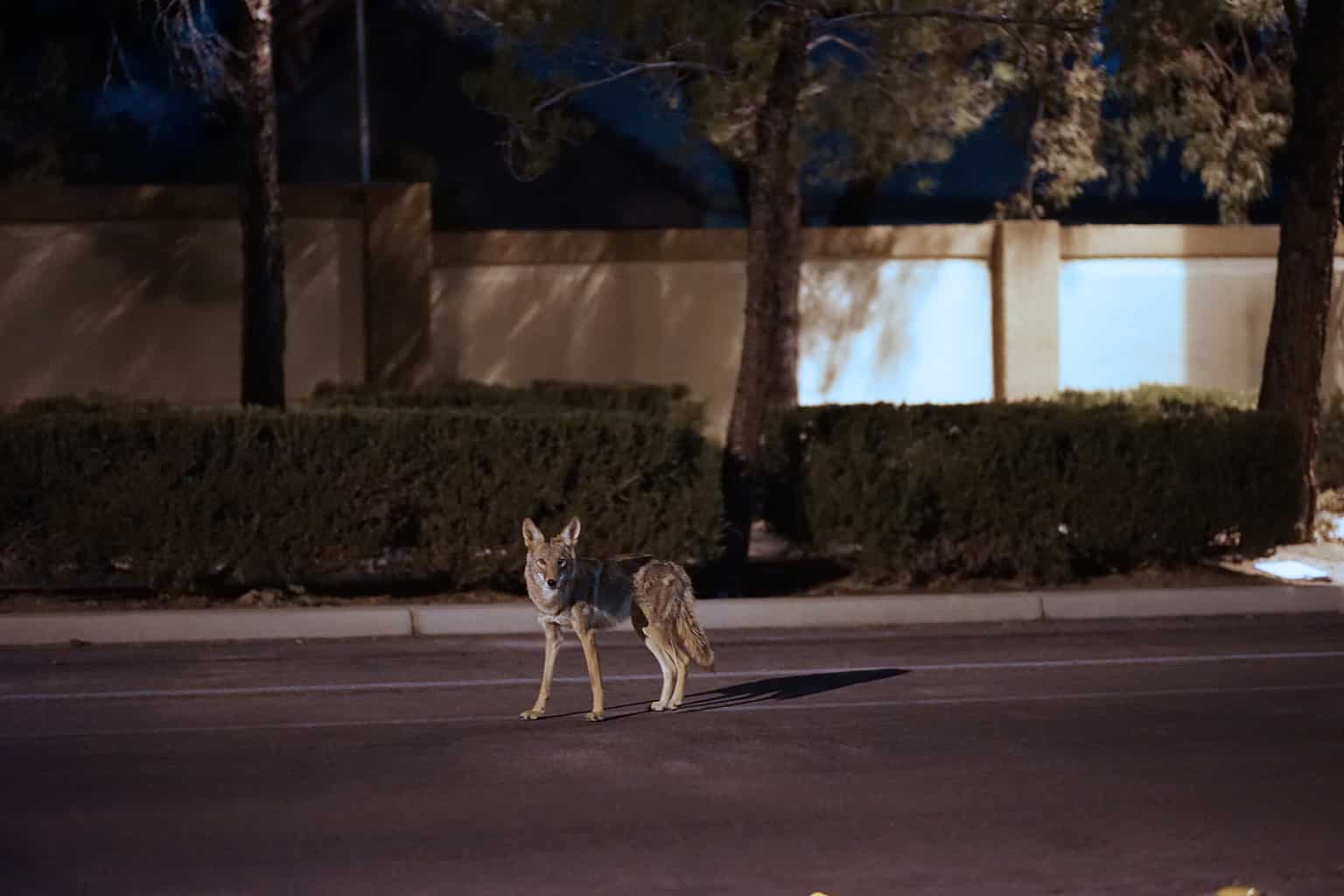 How Many Coyotes Are in the World Now? - A-Z Animals Slideshows