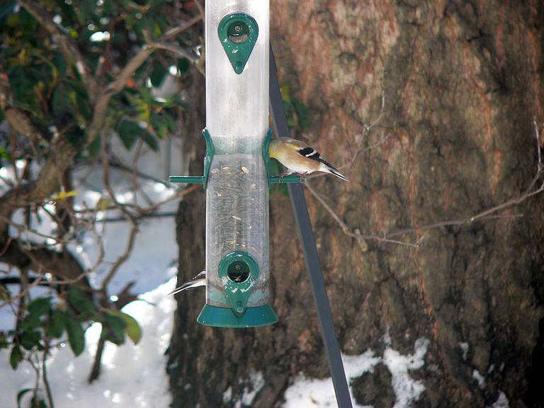 How a Backyard Bird Quietly Shaped Iowa’s Identity—And Still Does - A-Z ...