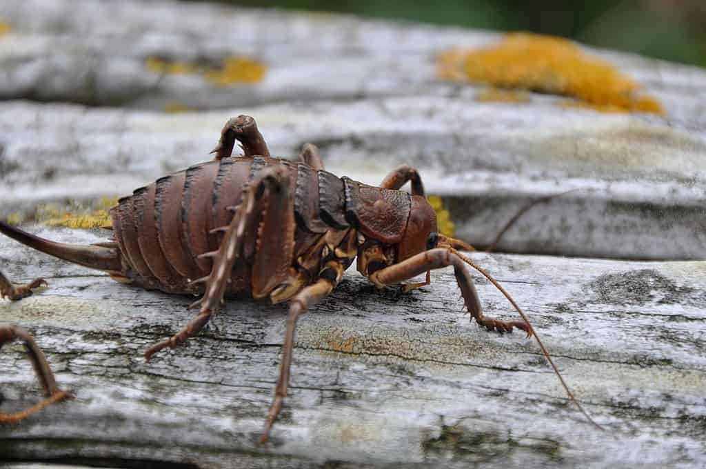 The God of Ugly Things: New Zealand's Massive Insect Treasure - A-Z Animals
