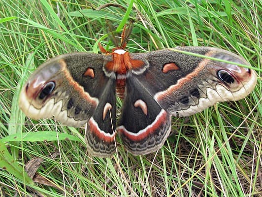 Discover the Giant Fluffy Cecropia Moth of North America - A-Z Animals