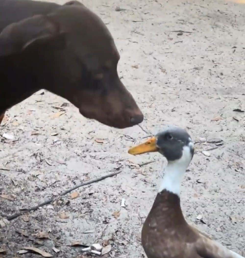 Owning Indian Runner Ducks: Complete Care Guide - A-Z Animals