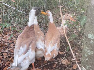 Owning Indian Runner Ducks: Complete Care Guide - A-Z Animals