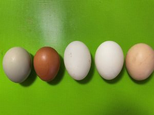 Owning Indian Runner Ducks: Complete Care Guide - A-Z Animals
