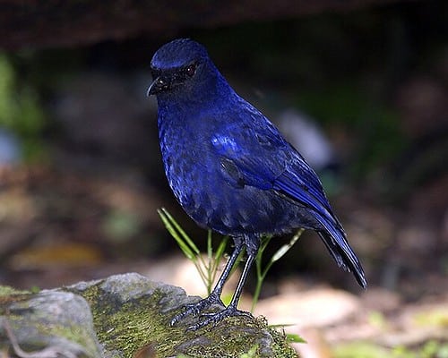 The Big List of 61 Blue Birds - A-Z Animals
