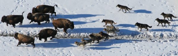 How Do Wolves Hunt? 6 Impressive Strategies They Use - A-Z Animals