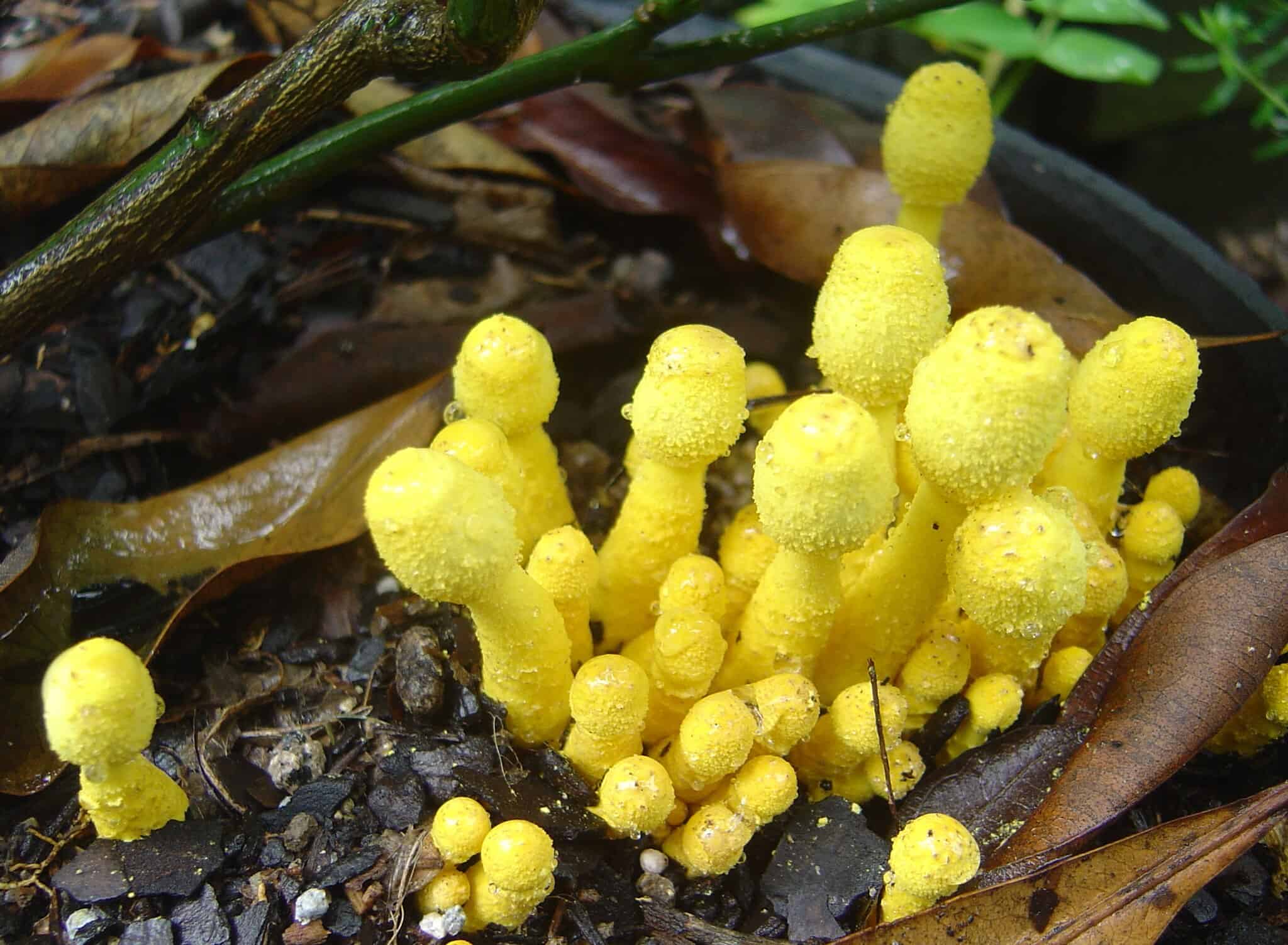 Discover 17 Types of Yellow Mushrooms - A-Z Animals