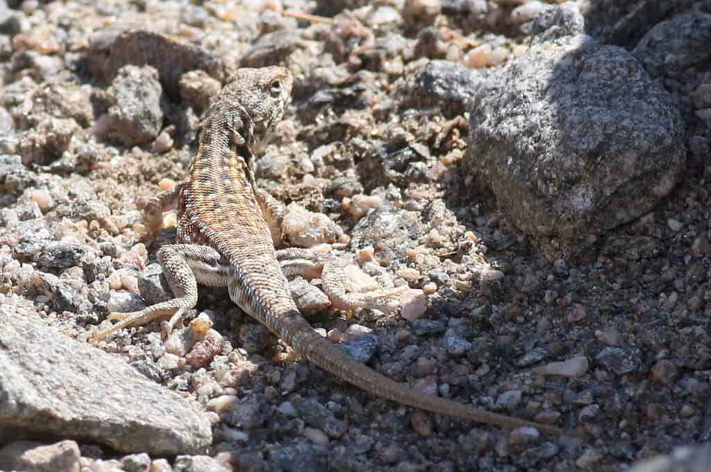 Meet 11 Amazing Animals That Live at Ridiculously High Altitudes - A-Z ...