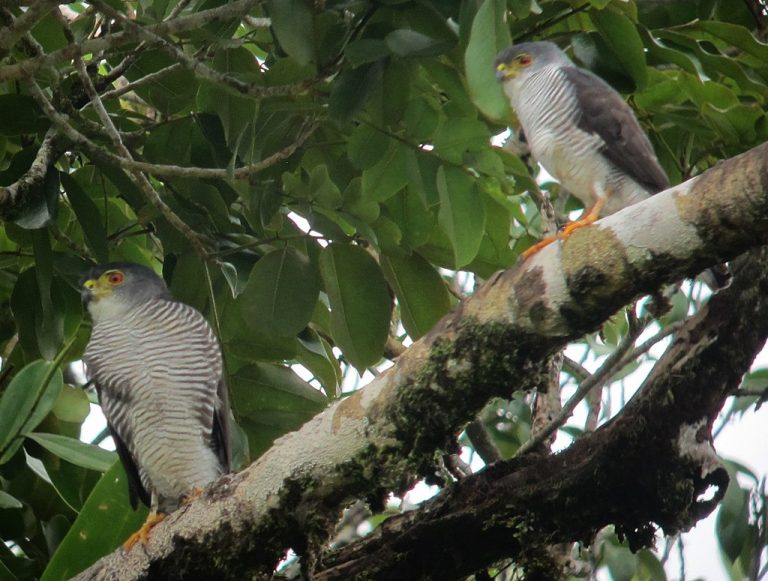 Discover the Rarest Raptor in the World: The Tiny Hawk - A-Z Animals