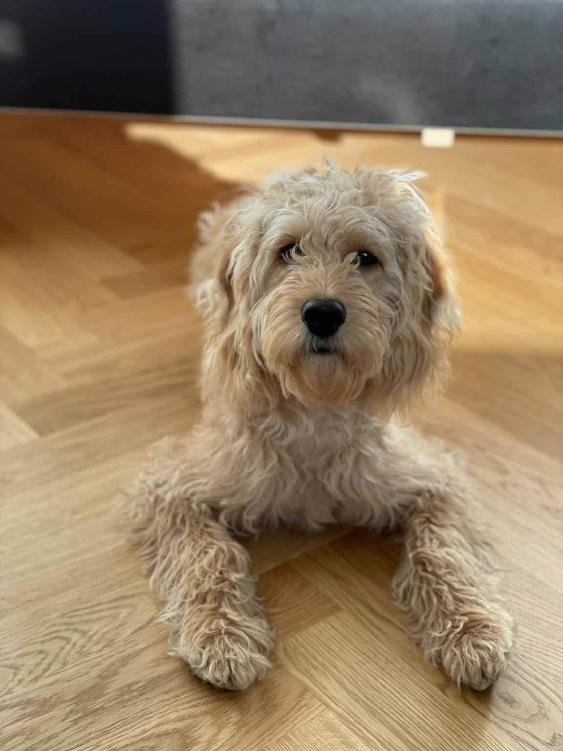 Mini Labradoodles Size: Growth Chart and Milestones - A-Z Animals