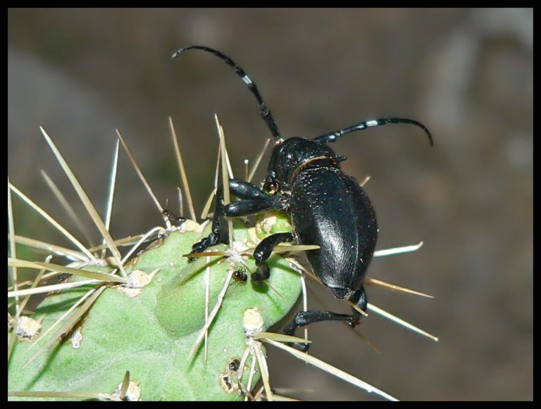 How Do These Animals Devour Prickly Cactus Plants Without Injury? - A-Z ...