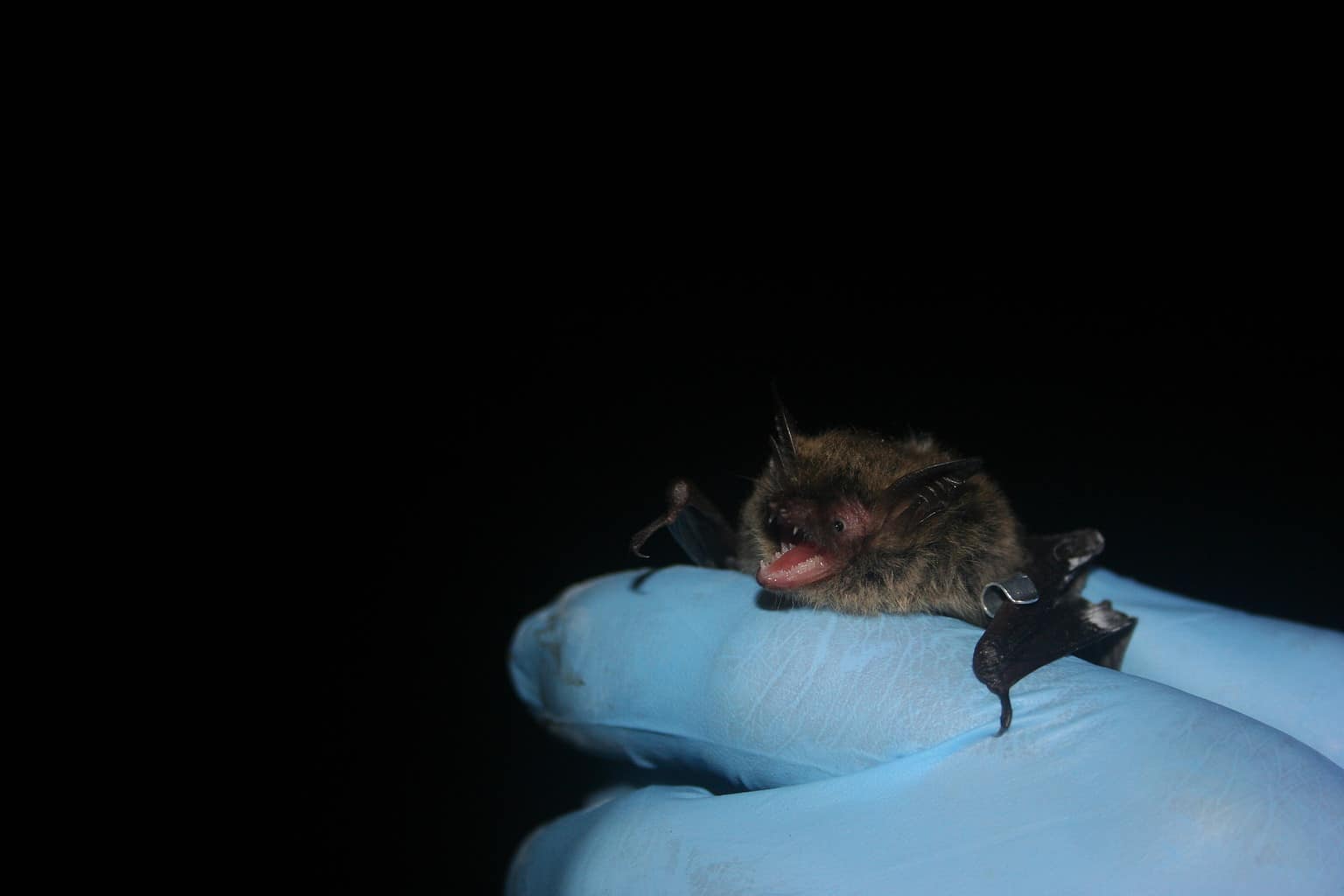 13 Bats in Ohio: Most Common Type and Risks - A-Z Animals