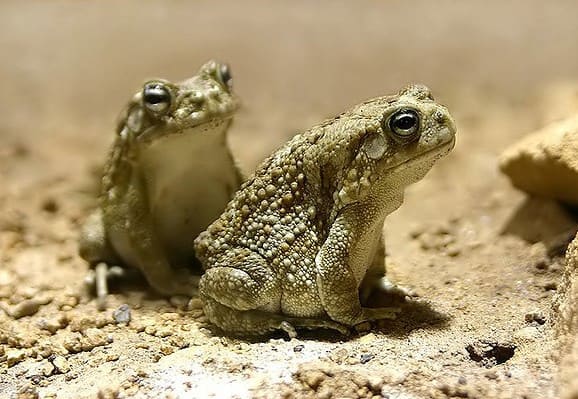 Discover 17 Animals You'll Find in and Along the Nile River - A-Z Animals