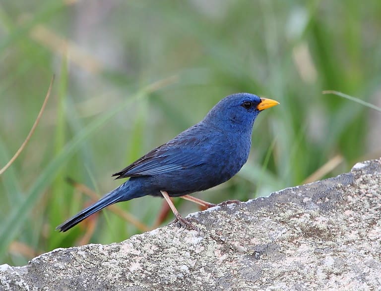 The Big List of 61 Blue Birds - A-Z Animals