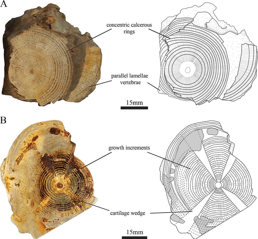 Discover What Great White Shark Growth Rings Are and What They Tell ...