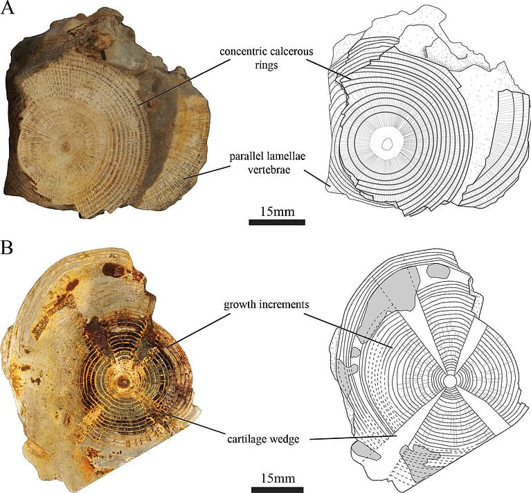 A Major Revision to the Story of Large Shark Evolution - A-Z Animals