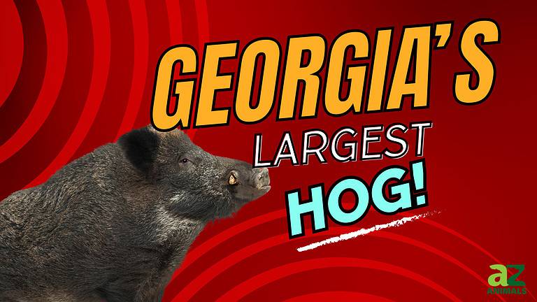 The Largest Ever Feral Hog Weighed More Than 2 Black Bears - Here Is ...