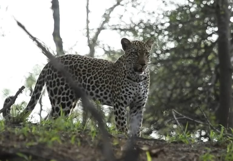 This Brave Honey Badger Rescues Her Baby From a Hungry Leopard - A-Z Animals