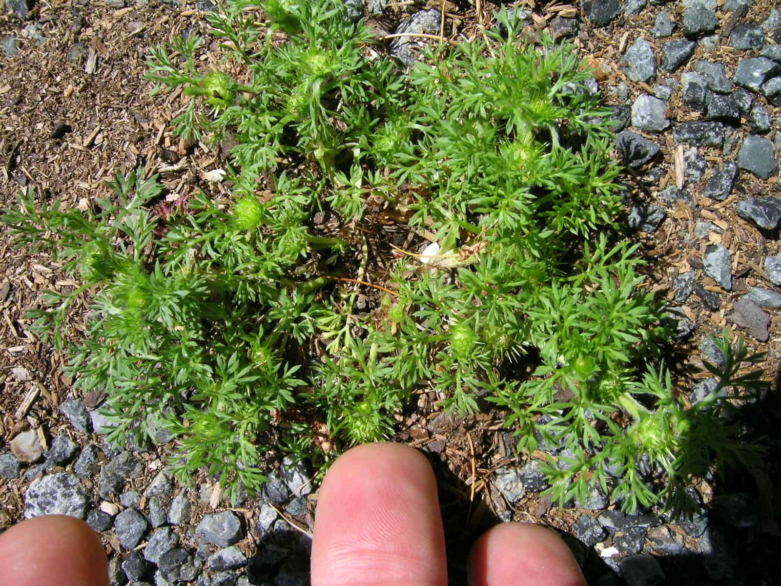 8 Effective Ways to Eliminate Those Painful Stickers From Your Lawn - A ...
