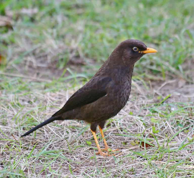 17 Black Birds With Yellow Beaks: How to Properly Identify Each Kind ...