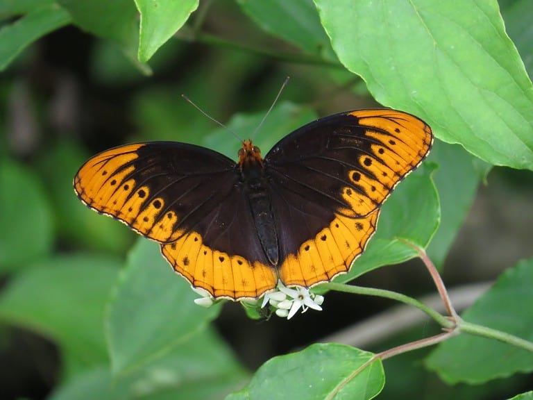 The Complete List of Every Official US State Insect Symbol (With ...
