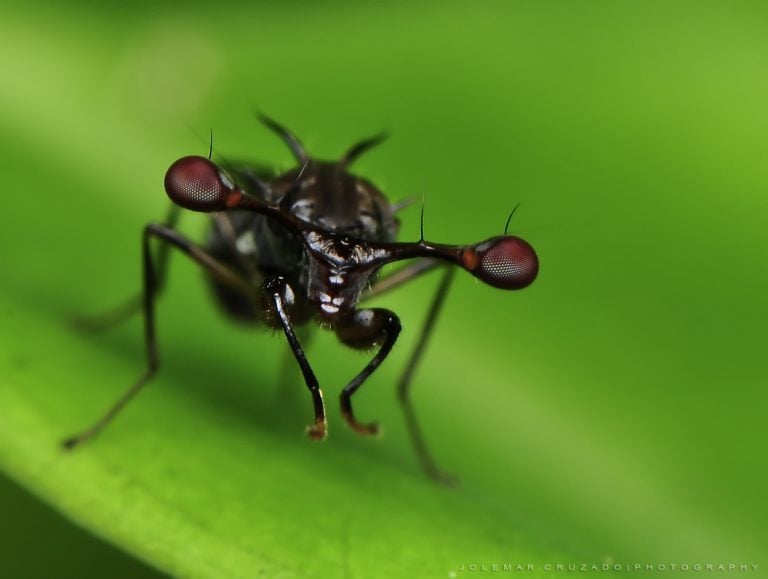10 Insect Species with Eye-Popping Features - A-Z Animals