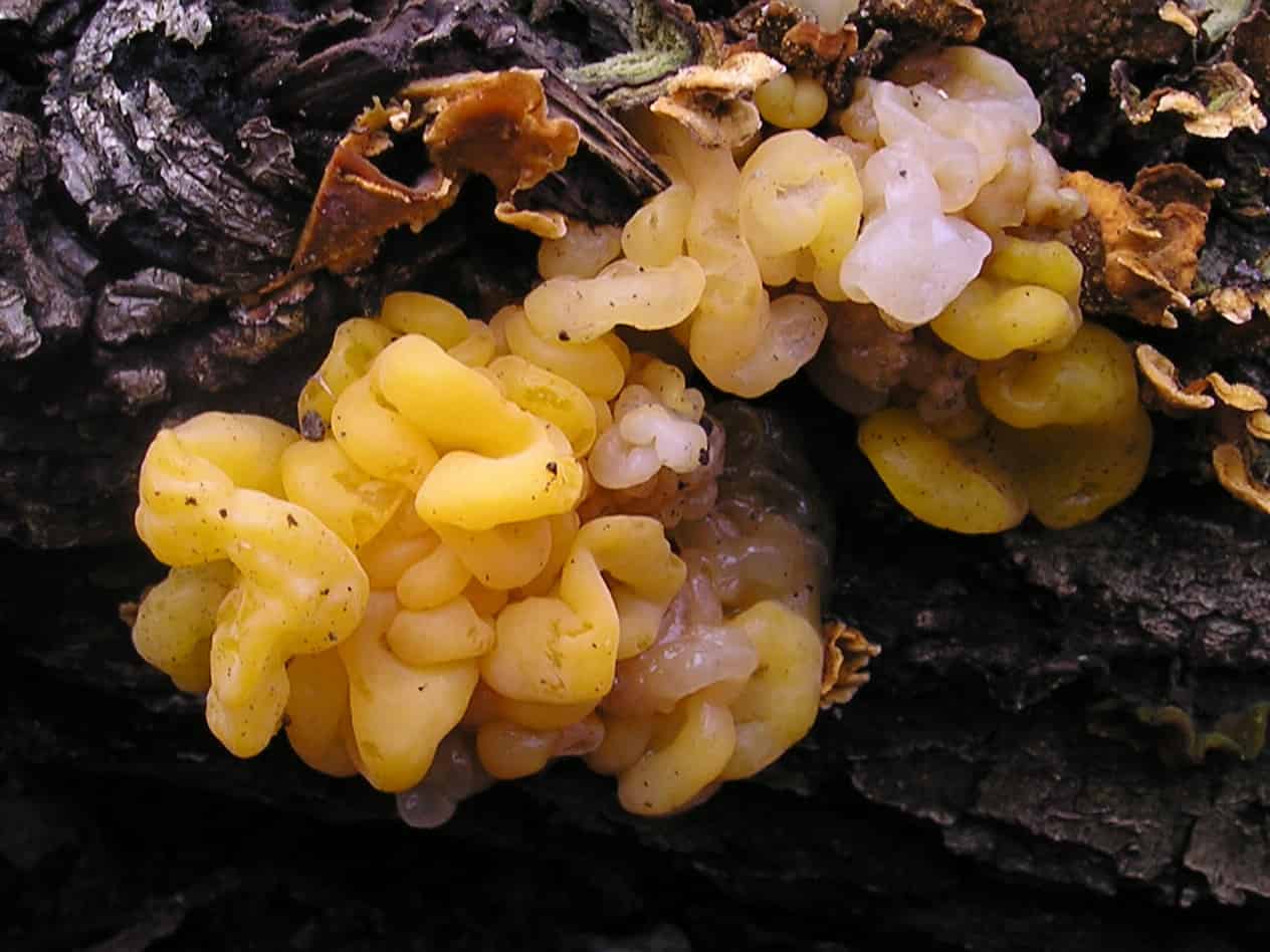 Discover 17 Types of Yellow Mushrooms - A-Z Animals