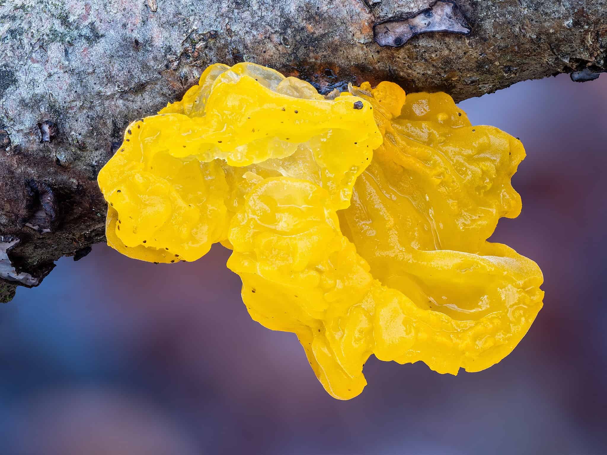 Discover 17 Types of Yellow Mushrooms - A-Z Animals