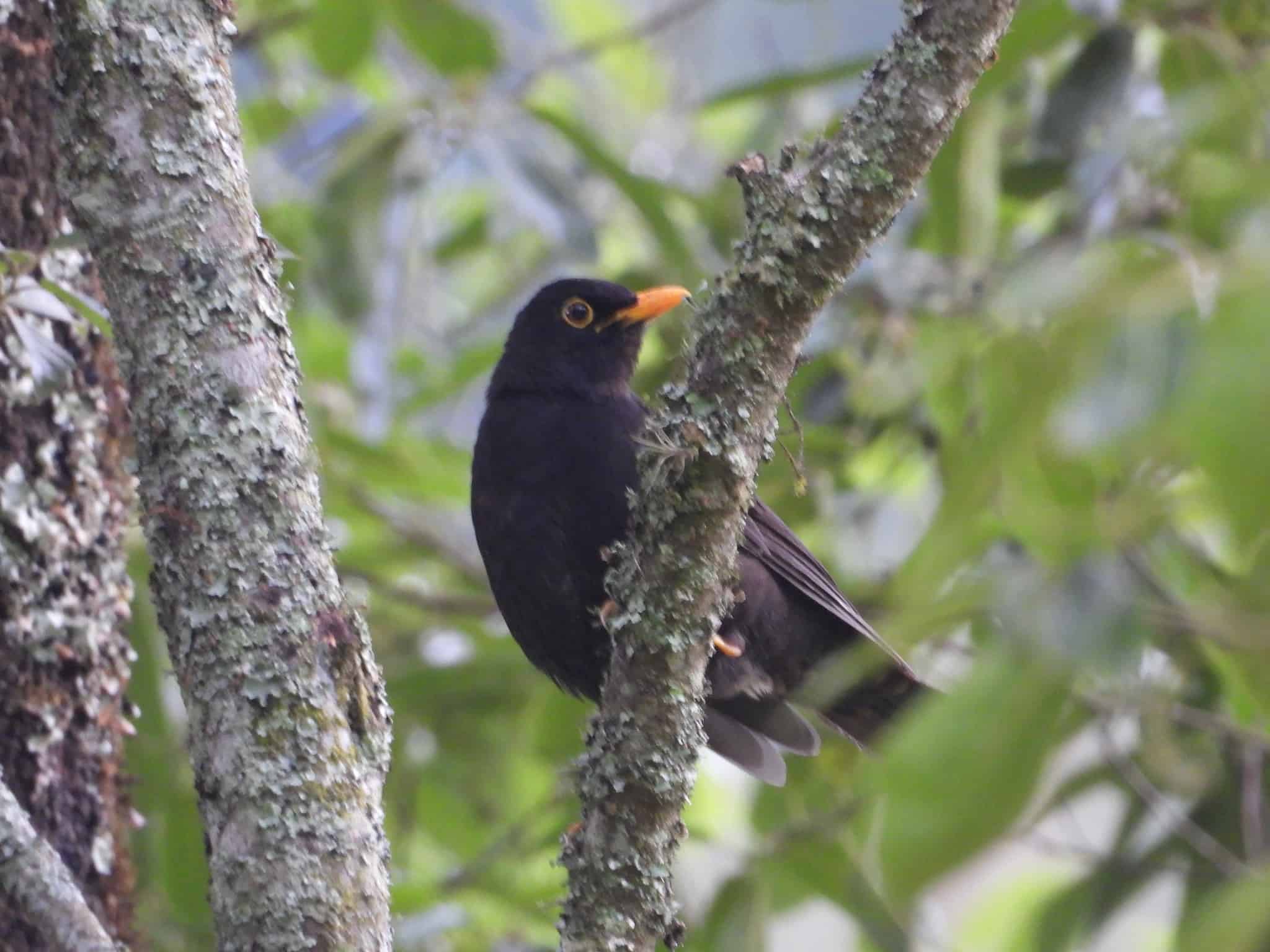 17 Black Birds With Yellow Beaks: How to Properly Identify Each Kind ...
