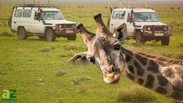 Giraffe Population: How Many Are There and Where Can You Find Them? - A ...