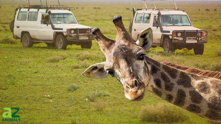 Giraffe Population: How Many Are There and Where Can You Find Them? - A ...