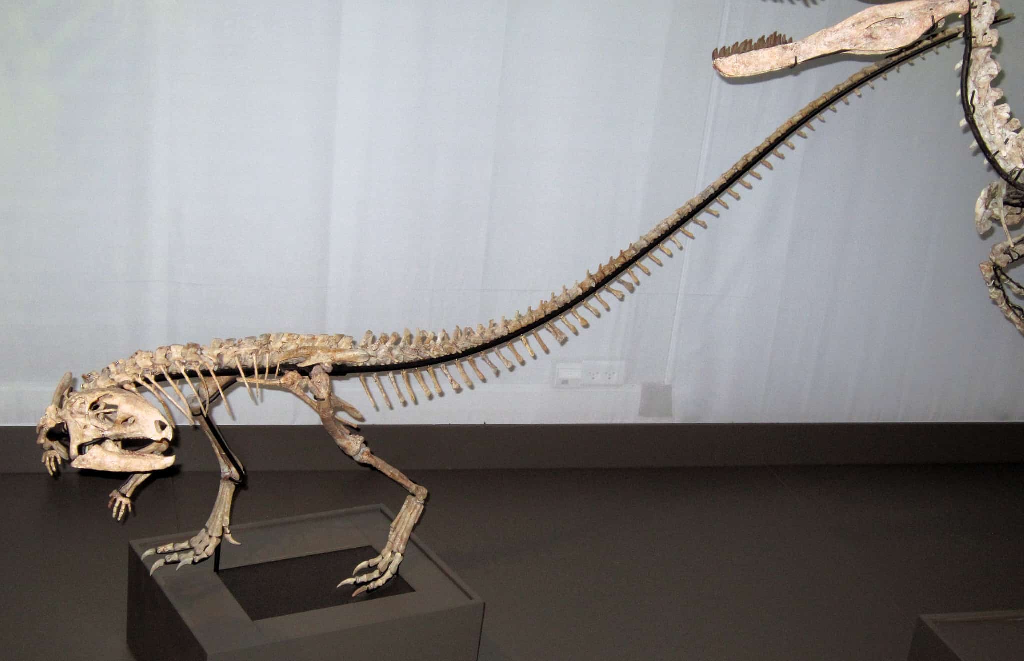 23 Dinosaurs That Start With Z - A-Z Animals