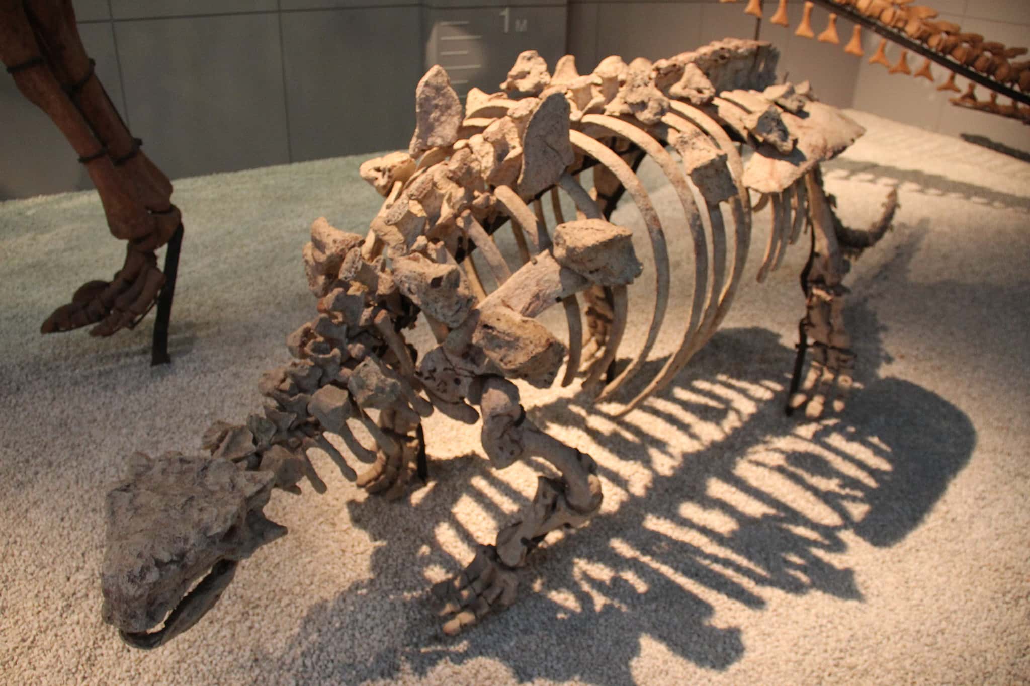 23 Dinosaurs That Start With Z - A-Z Animals