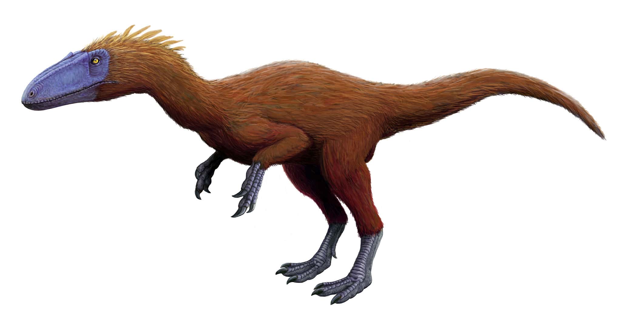 23 Dinosaurs That Start With Z - A-Z Animals