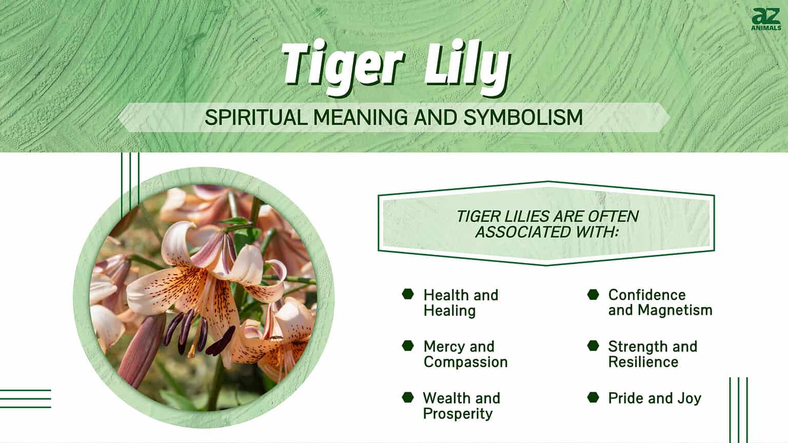 Tiger Lily: Meaning and Symbolism of This Beautiful Flower - A-Z Animals