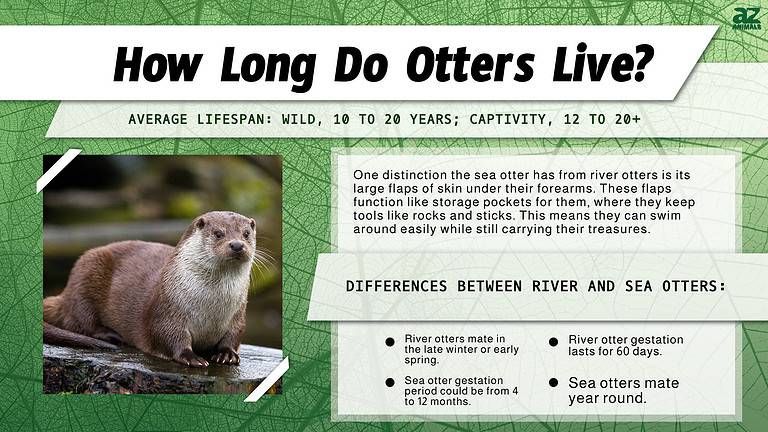 Otter Lifespan: How Long Do Otters Live in the Wild or Captivity?