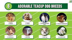 8 Adorable Teacup Dog Breeds - A-Z Animals