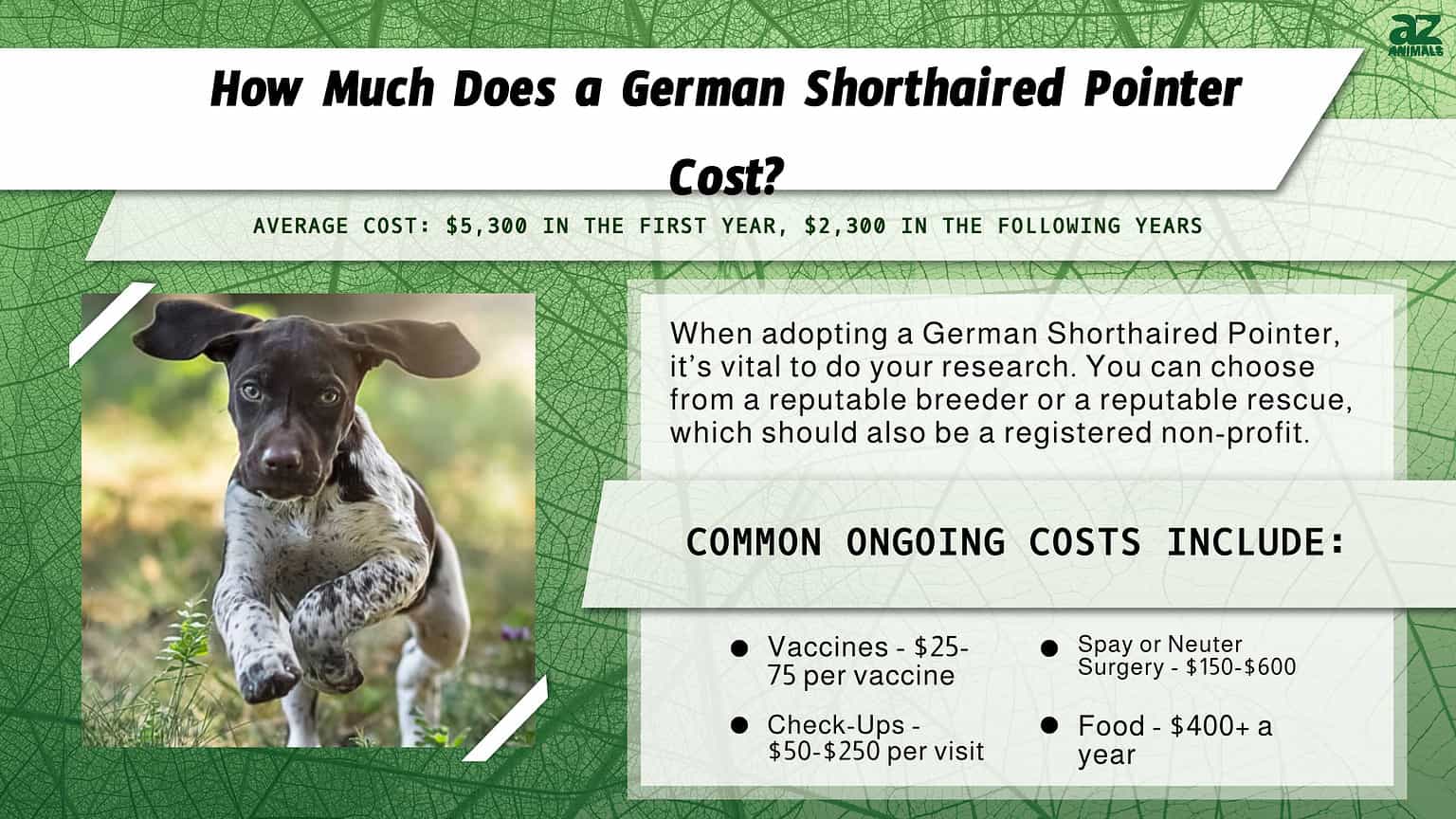 German Shorthaired Pointer Prices 2024: Purchase Cost, Vet Bills, and ...