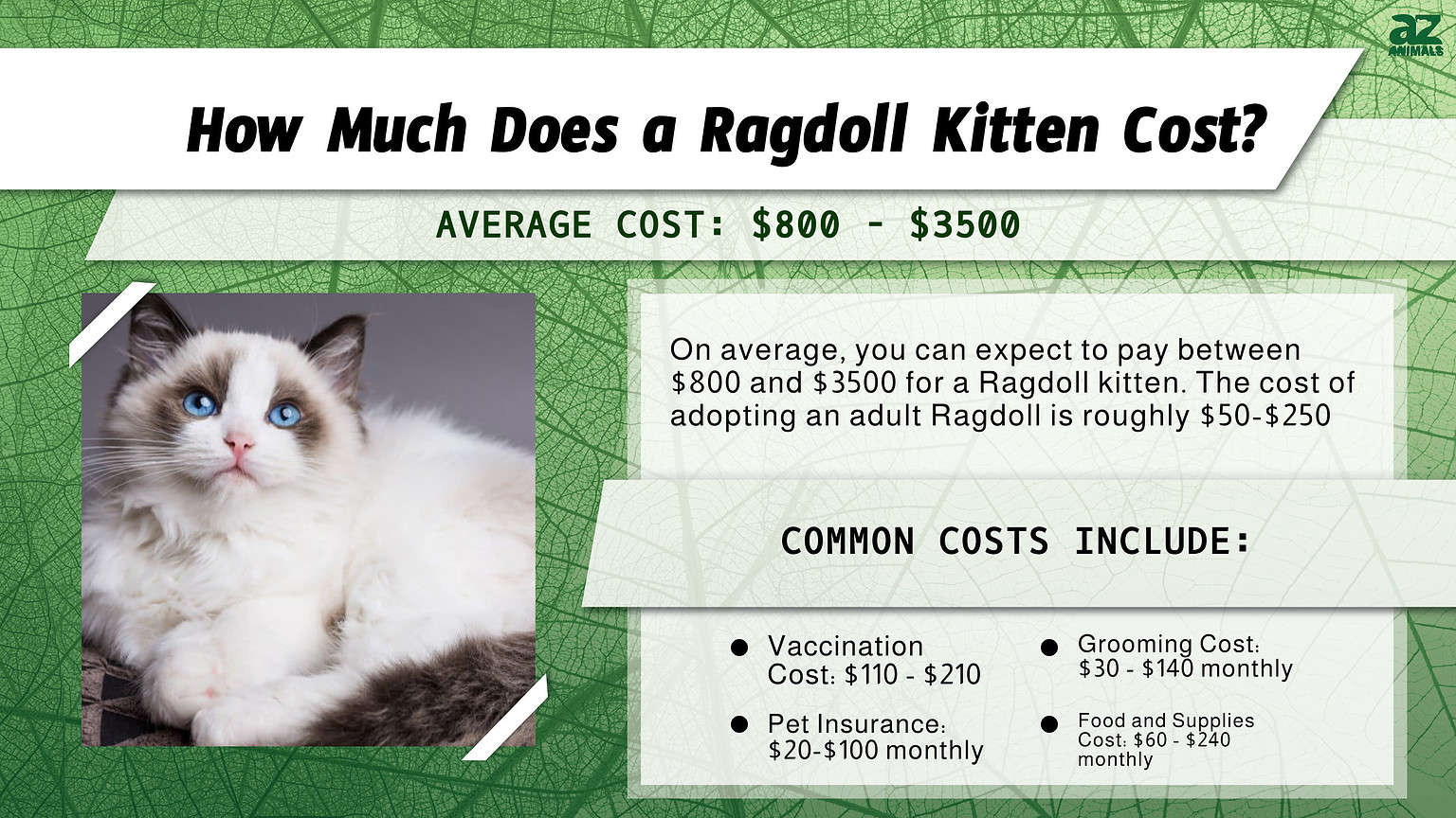Ragdoll Cat Prices in 2024: Purchase Cost, Vet Bills, and Other Costs ...