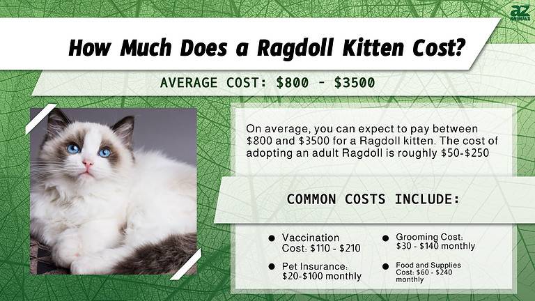 Ragdoll Cat Prices in 2024: Purchase Cost, Vet Bills, and Other Costs ...